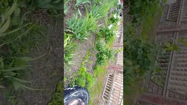 Поздние тюльпаны.