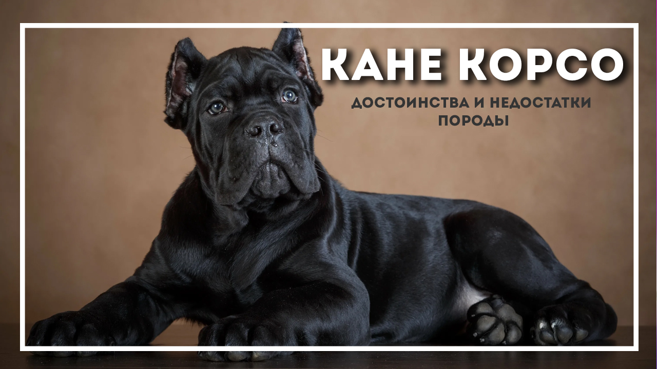 С Кане-Корсо может справиться даже ребенок? О породе собак Кане Корсо