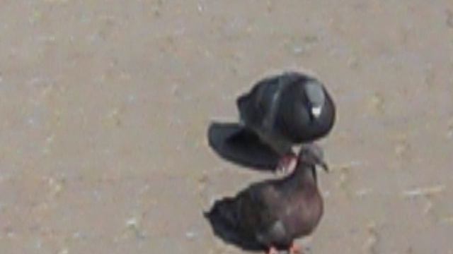 Голуби воркуют 20.05.2011.MVI_3043