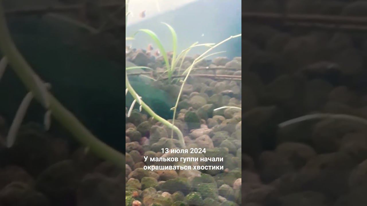 Гуппи 13 июля 2024 г.