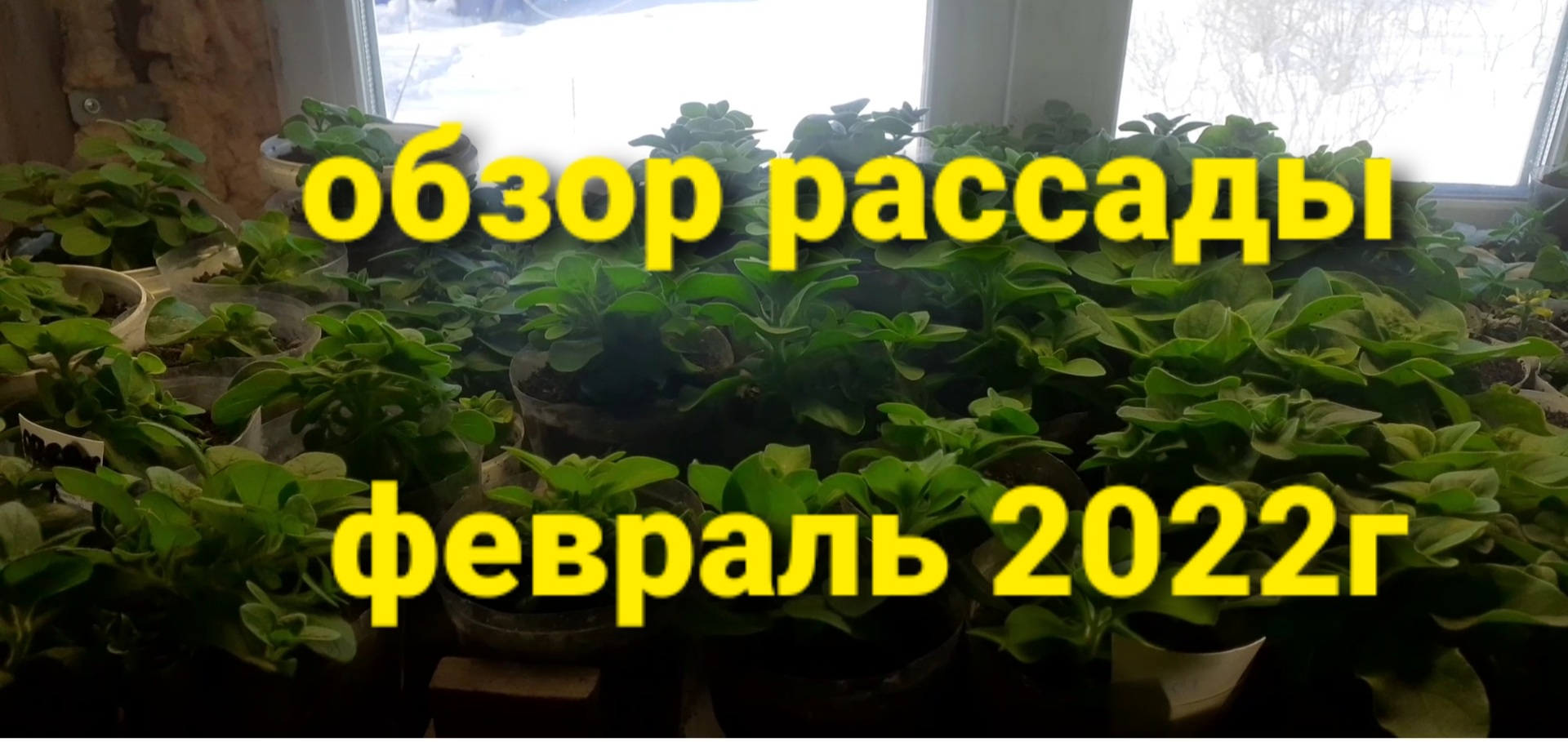 Обзор рассады на продажу,февраль 2022г