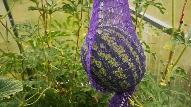 Обзор сада август 19.mp4