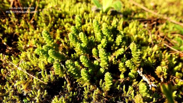 Высоковибрационное Пение Лесных Птиц на Рассвете Настроит Вас на Фрейле Души. 4К Хорошего Всем Дня!