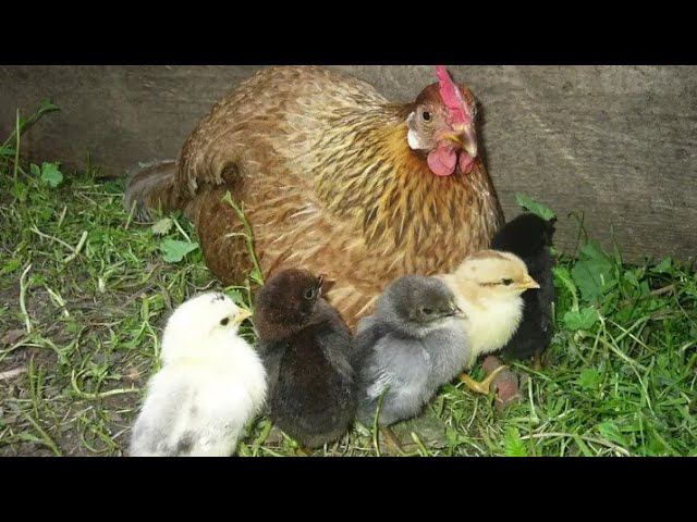 Рекомендации по содержанию цыплят яичной и мясо-яичной породы.