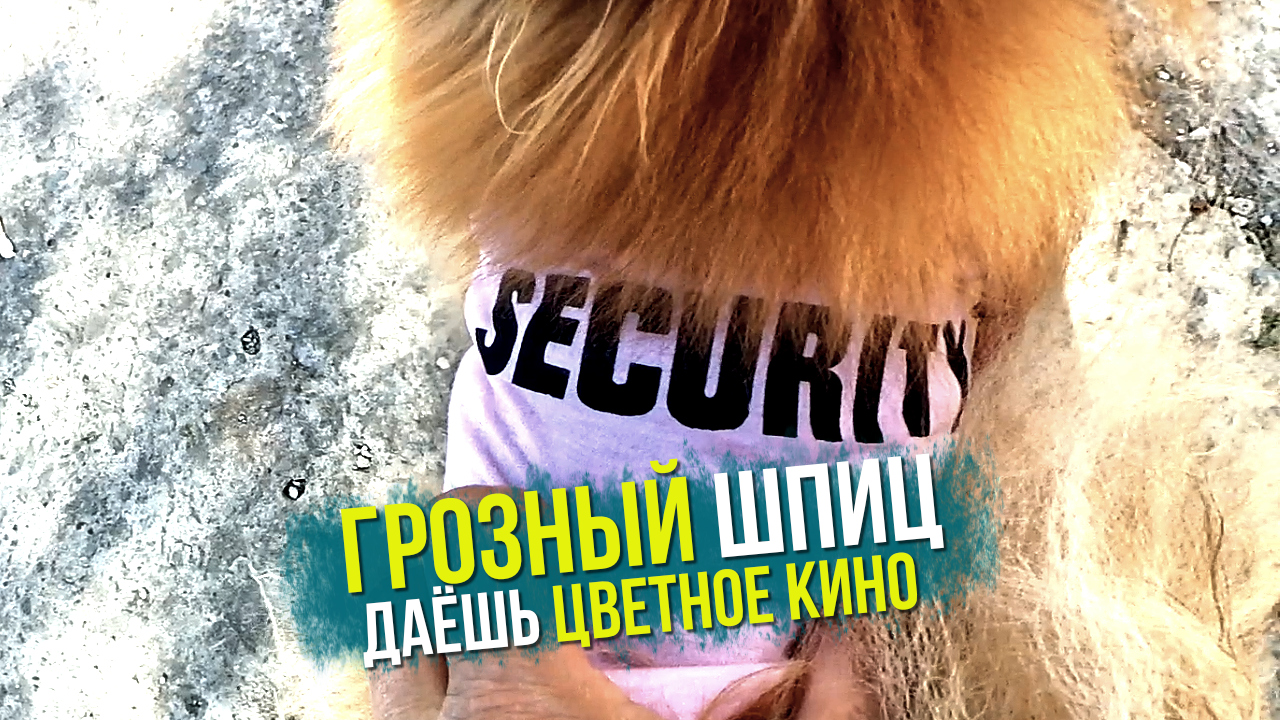 Шпиц секьюрити Бэлла на утреннем обходе. Цветное кино. Каждой собаке по морковке