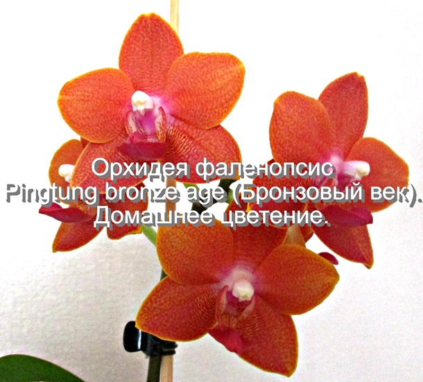Орхидея фаленопсис Pingtung bronze age (Бронзовый век). Домашнее цветение.