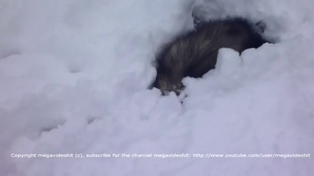 Хорёк плавает в снегу.