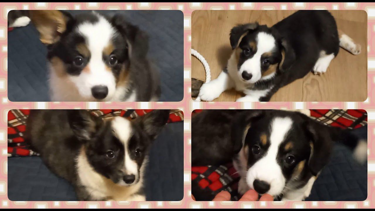 Новые игрушки для щенков вельш корги кардигана / New toys for welsh corgi cardigan puppies