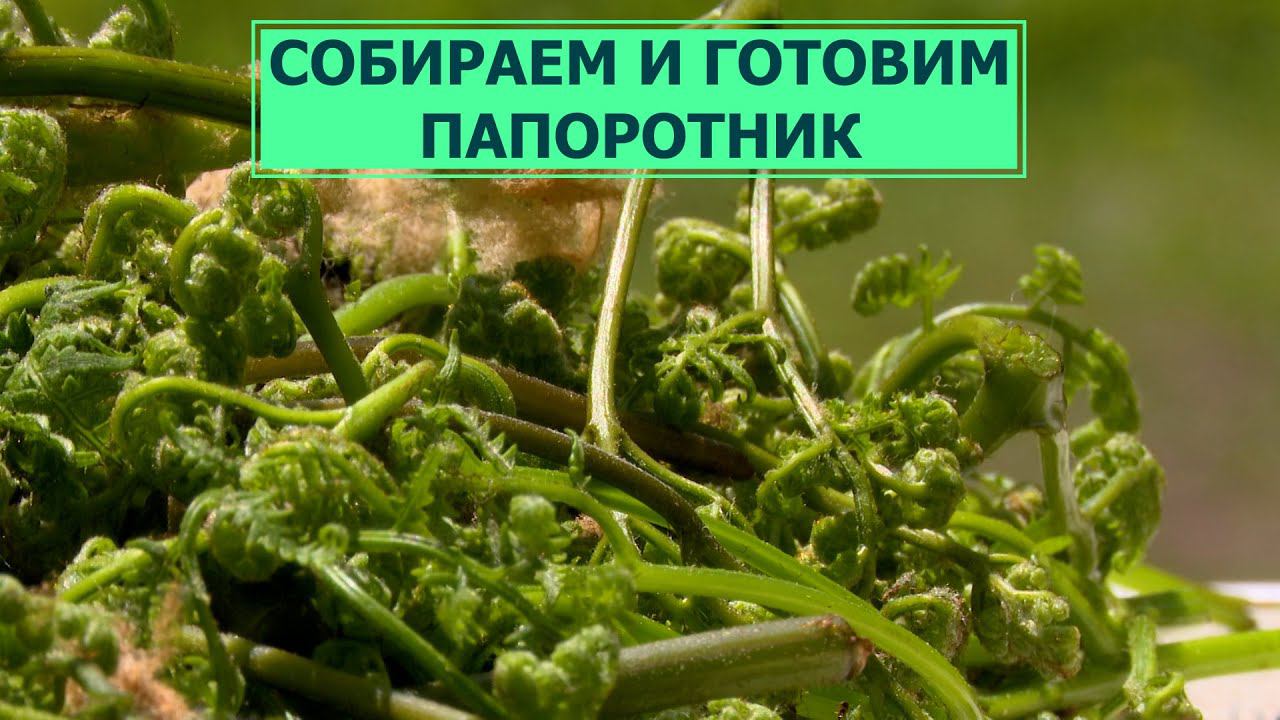 Сахалинские корейцы научили всех желающих готовить папоротник. Сахалин наш дом 06.06.23