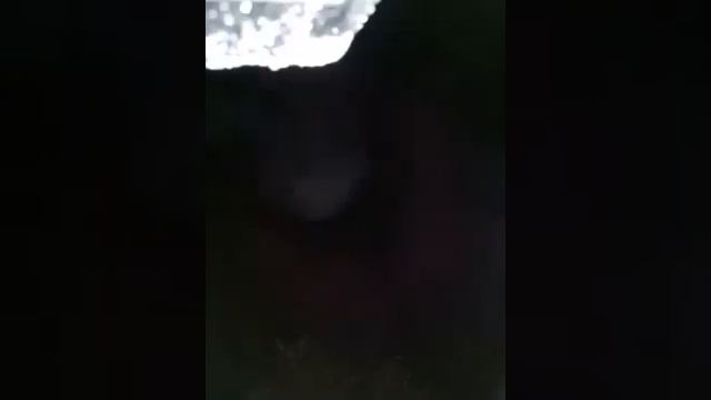 РЕАЛЬНЫЕ МЕДВЕДИ!!на Чети рядом, а у нас концерт, и_Заплутали мишки_.mp4