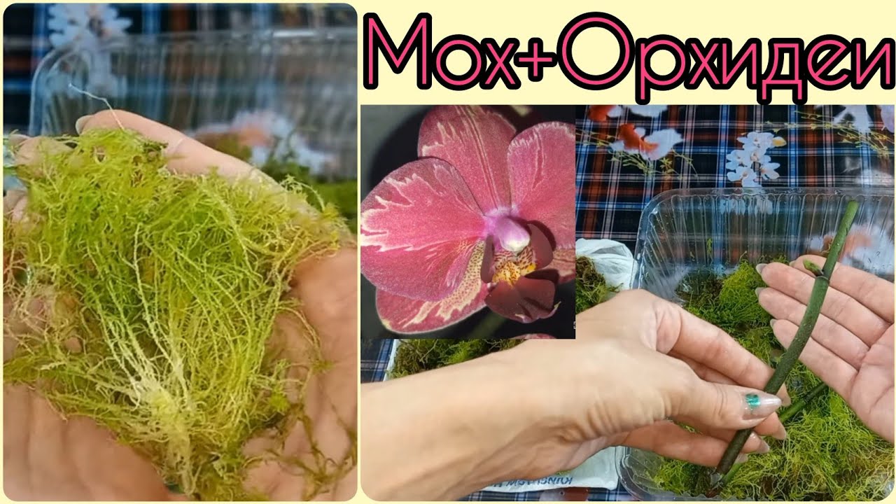 Выращиваю МОХ и ОРХИДЕИ из цветоносов?Мох сфагнум Фаско и Биотехнологии из Леруа Мерлен?Содержание