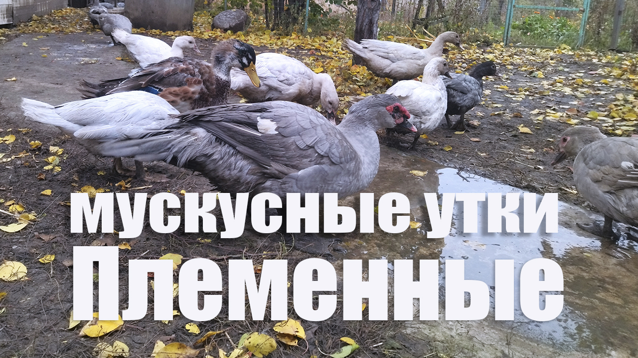 ❤️ Можно ли мускусных утят кормить бройлерным к.к. Какие неприятности могут ожидать новичка