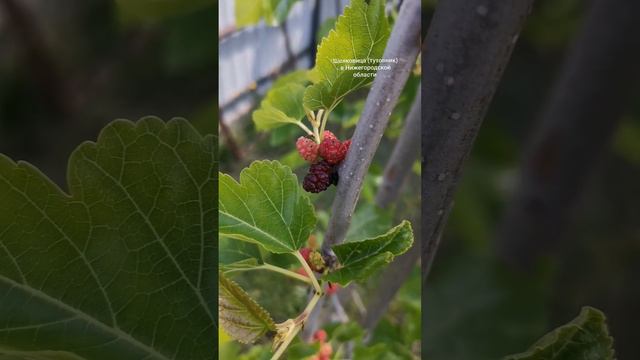Шелковица в нижегородской области дозревает нормально