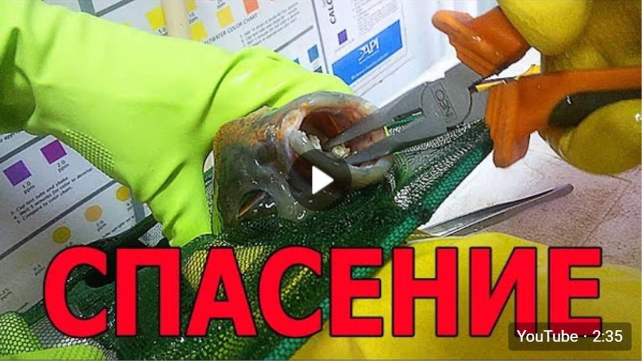 Нелёгкий труд рыбьего доктора: астронотус подавился, как вынуть камень из пасти.