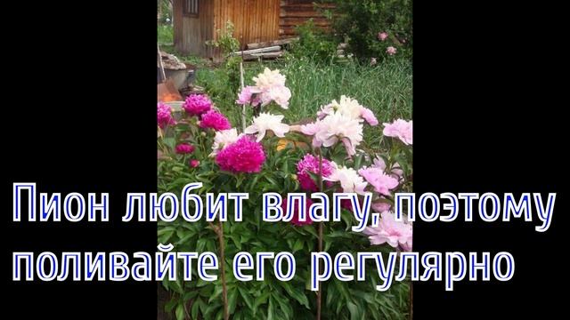 Пионы: выращивание и уход в открытом грунте