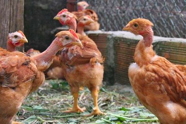 Пропойка голошеек в 4 месца, скоро должны занестись.