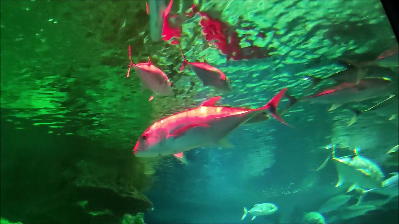 Санкт-Петербургский ОКЕАНАРИУМ