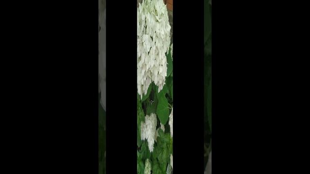 Гортензия.mp4