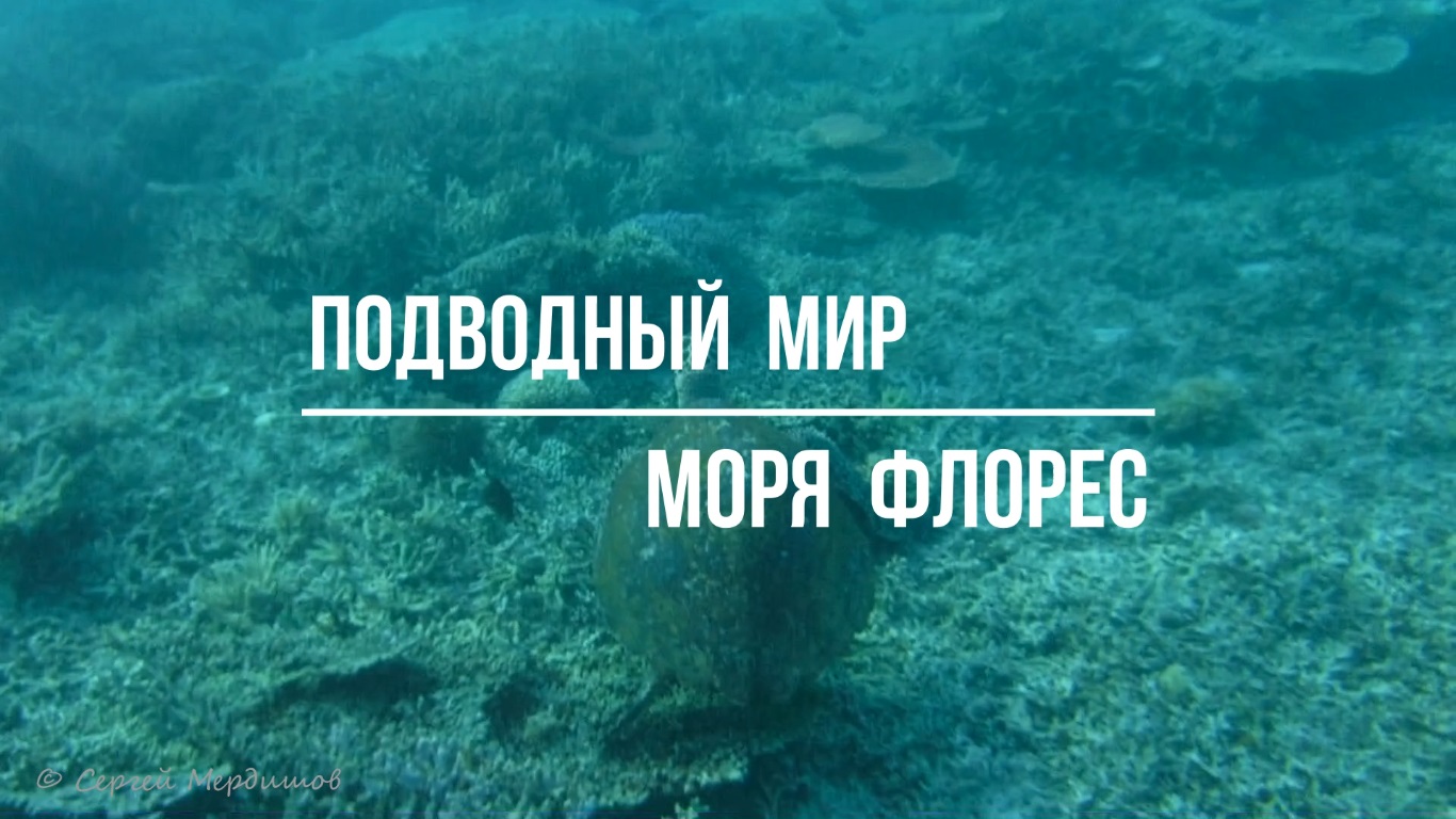 Подводный мир моря Флорес. Индонезия.