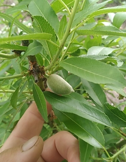 Мендаль никитинский, сохнут плоды ?! Май 24г