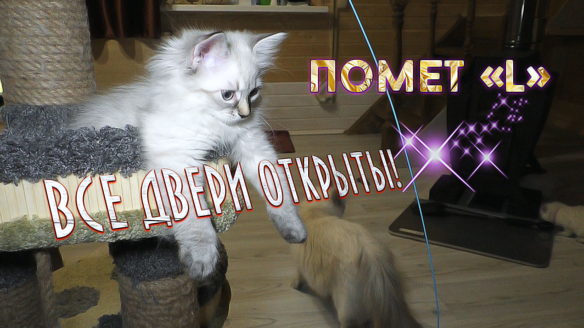 Помет "L" все двери открыты!?Старший Брат Jericho в Шоке!?