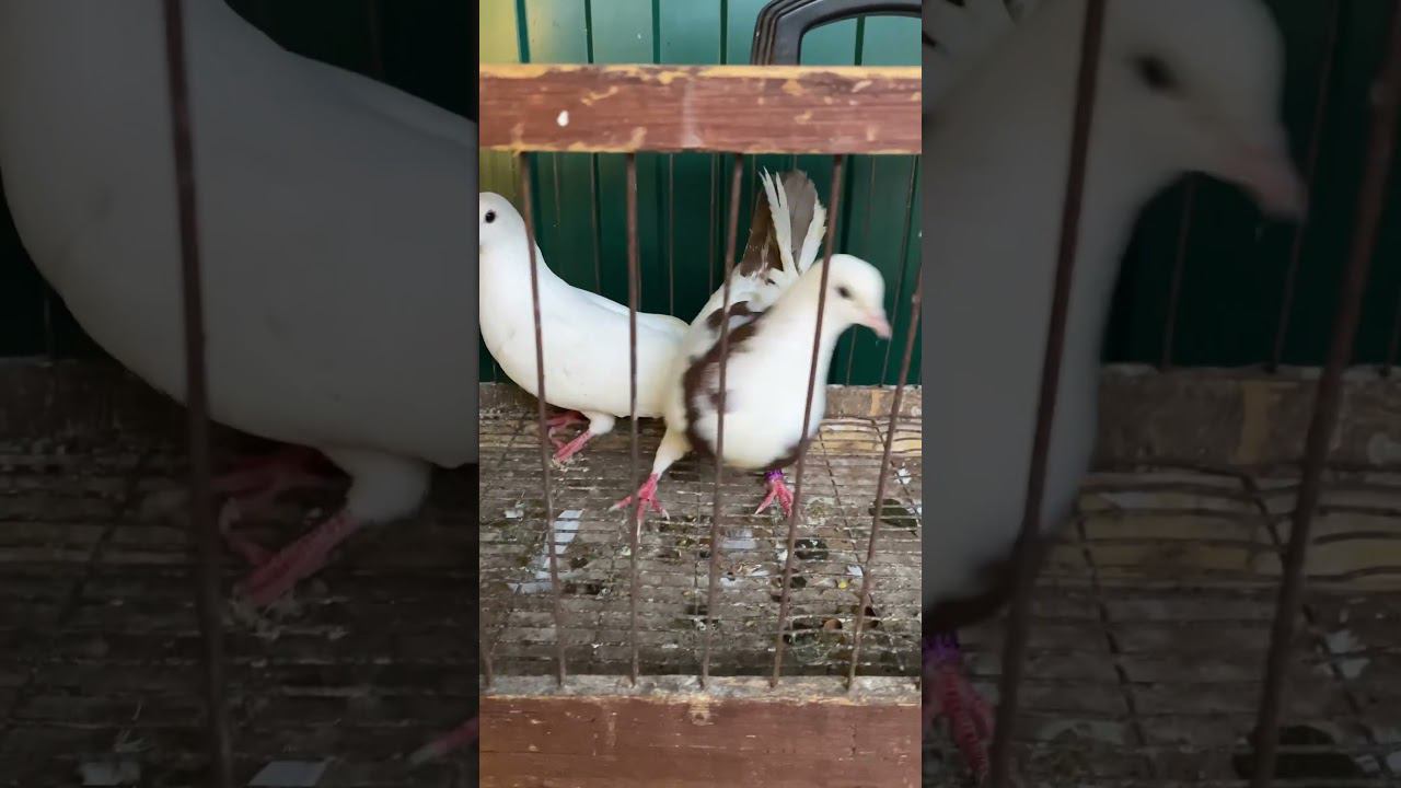 Голуби ️ #pegion