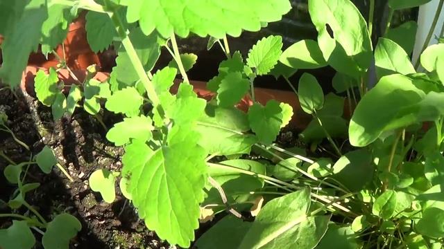 Огород на окошке в июле_ краснеют перцы и помидоры.