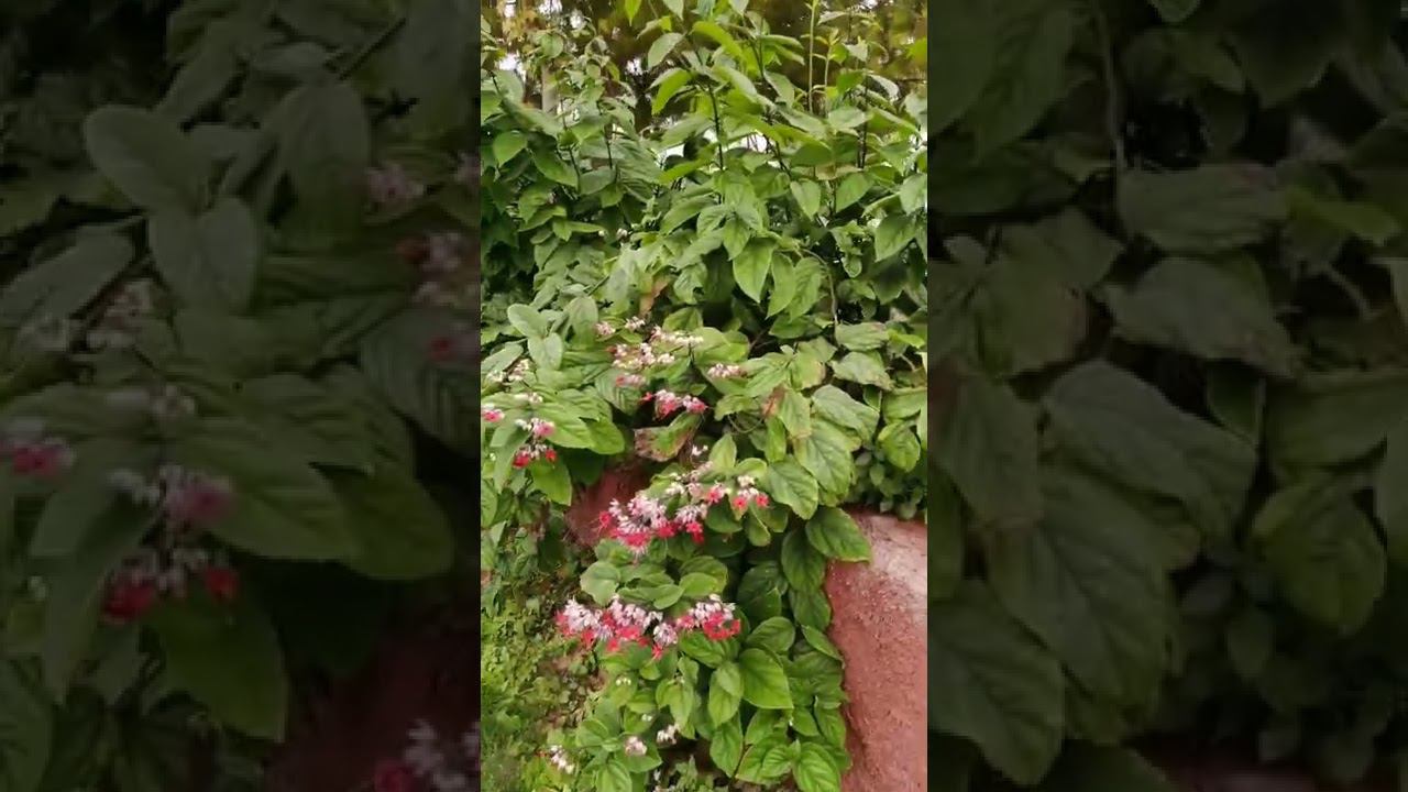 Красота Анталии.