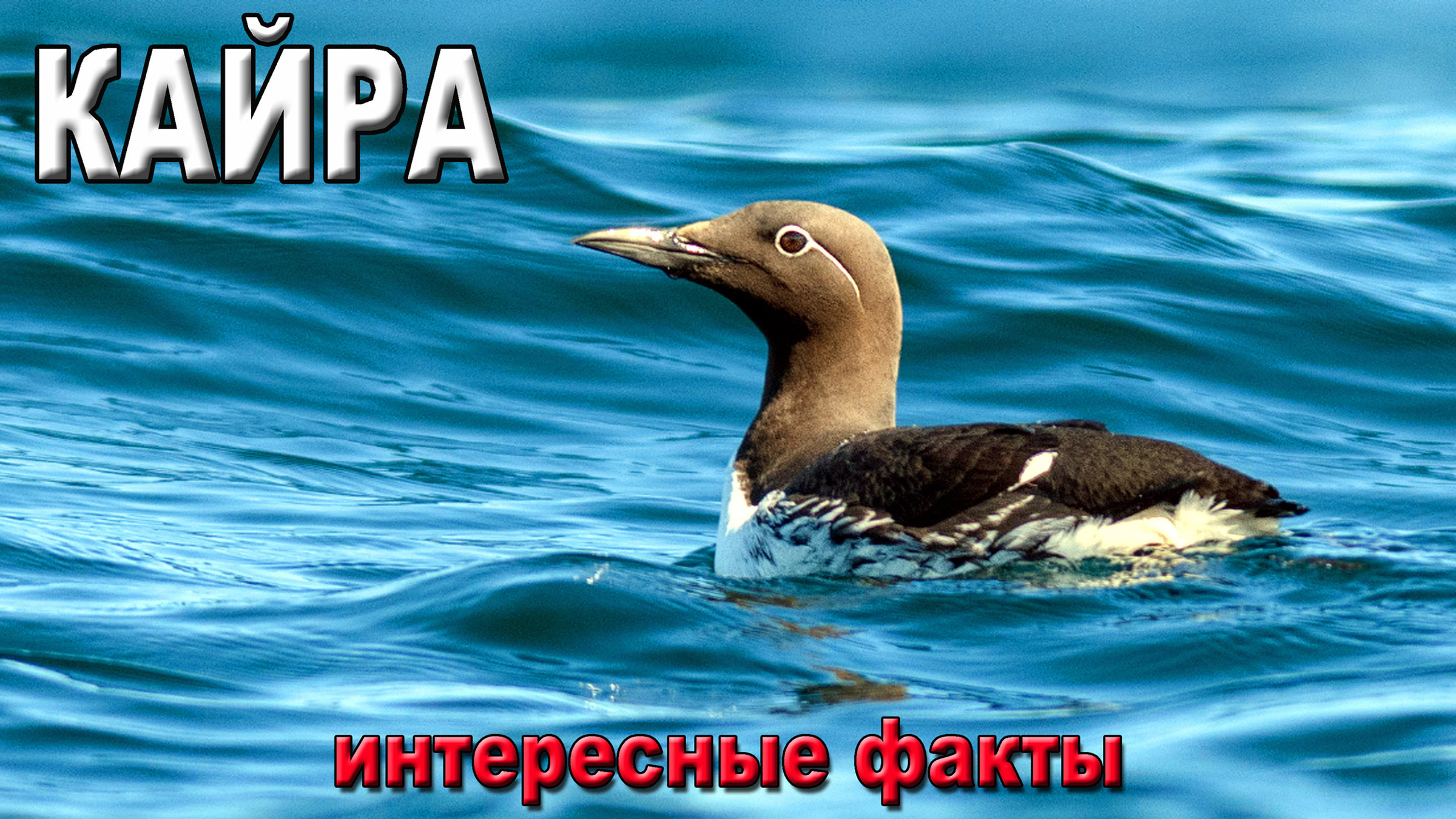 Кайра, интересные факты.