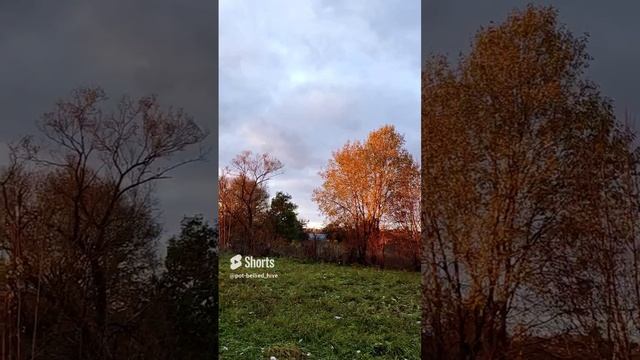 Яркая осень! Bright autumn! #villagelife #village #деревня