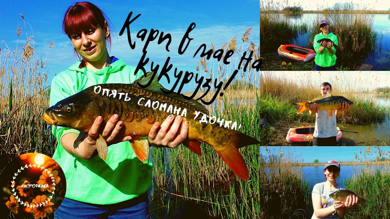 РЫБАЛКА В МАЕ на Кубани! ОТКРЫТИЕ СЕЗОНА! КАРП НА КУКУРУЗУ В МАЕ/Опять сломана удочка:(