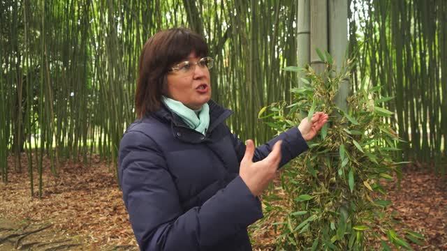 Лекция о бамбуке японском мадаке. Галина Солтани.