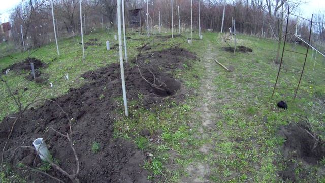 Открываем виноград