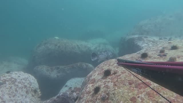 Окунь Шлегеля вылез на выстрел