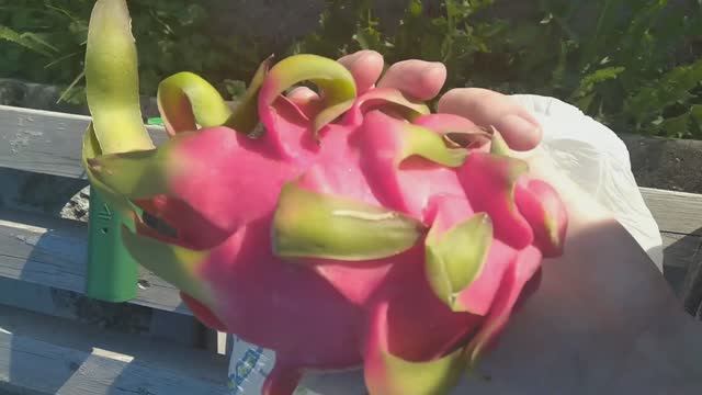 гуляю с питахайей