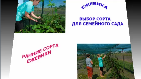 Ранние сорта ежевики в коллекции Володиных.