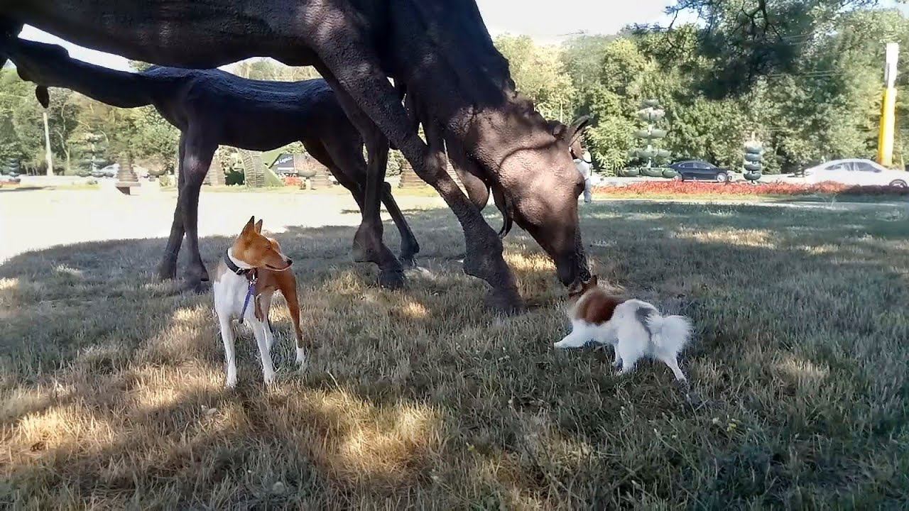 Прогулка под лошадками. Новый для нас парк. Лео & Джоли