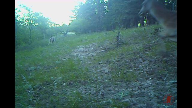 Олень и куст - битва