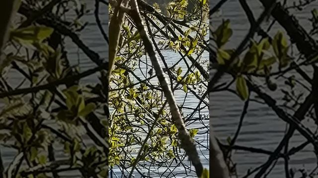 Моменты из весеннего сезона охоты в Ленинградской области 2022.mp4