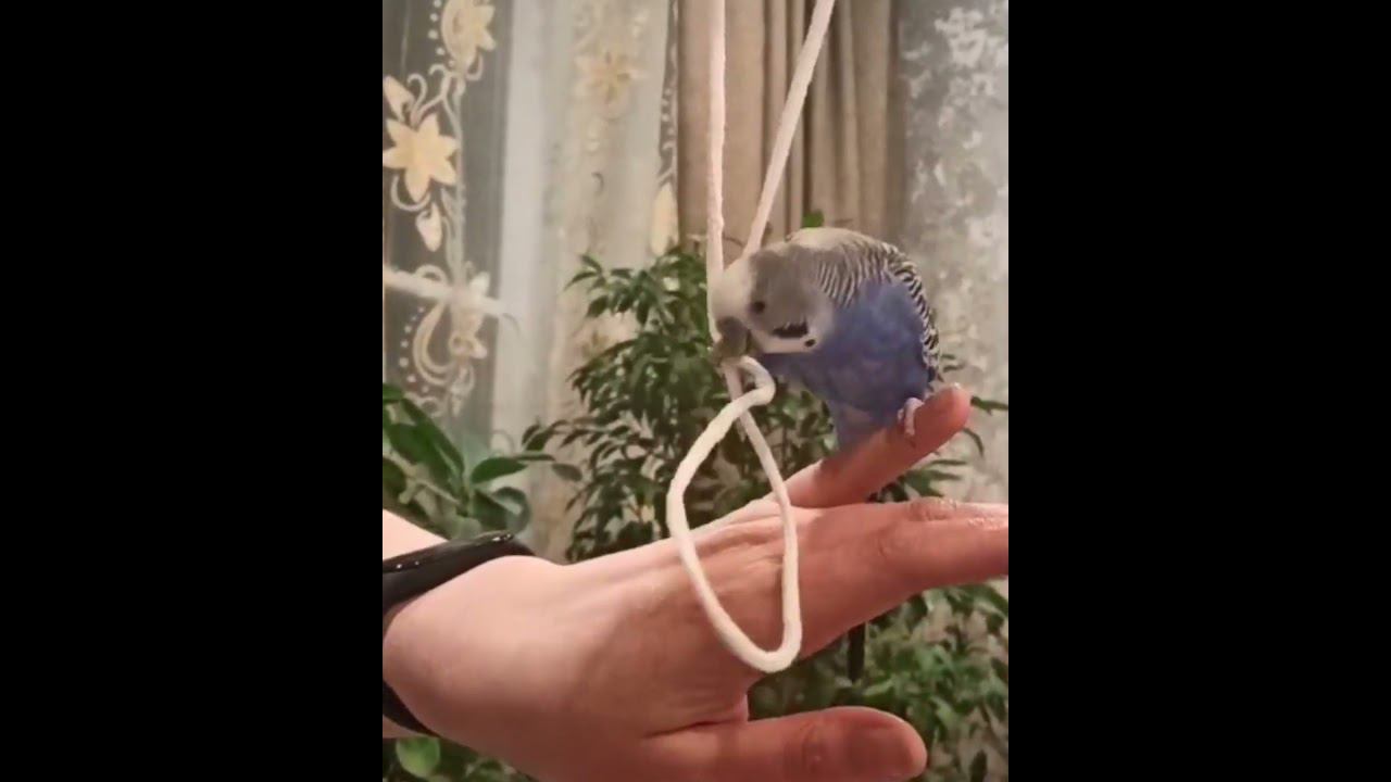 Когда Дома Все Увлечены Макраме