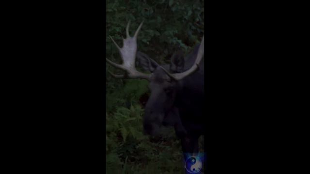 Встреча с лосем. #Shorts