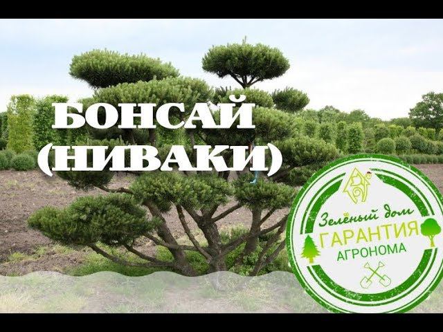 Бонсай для чего и как формировать крону.