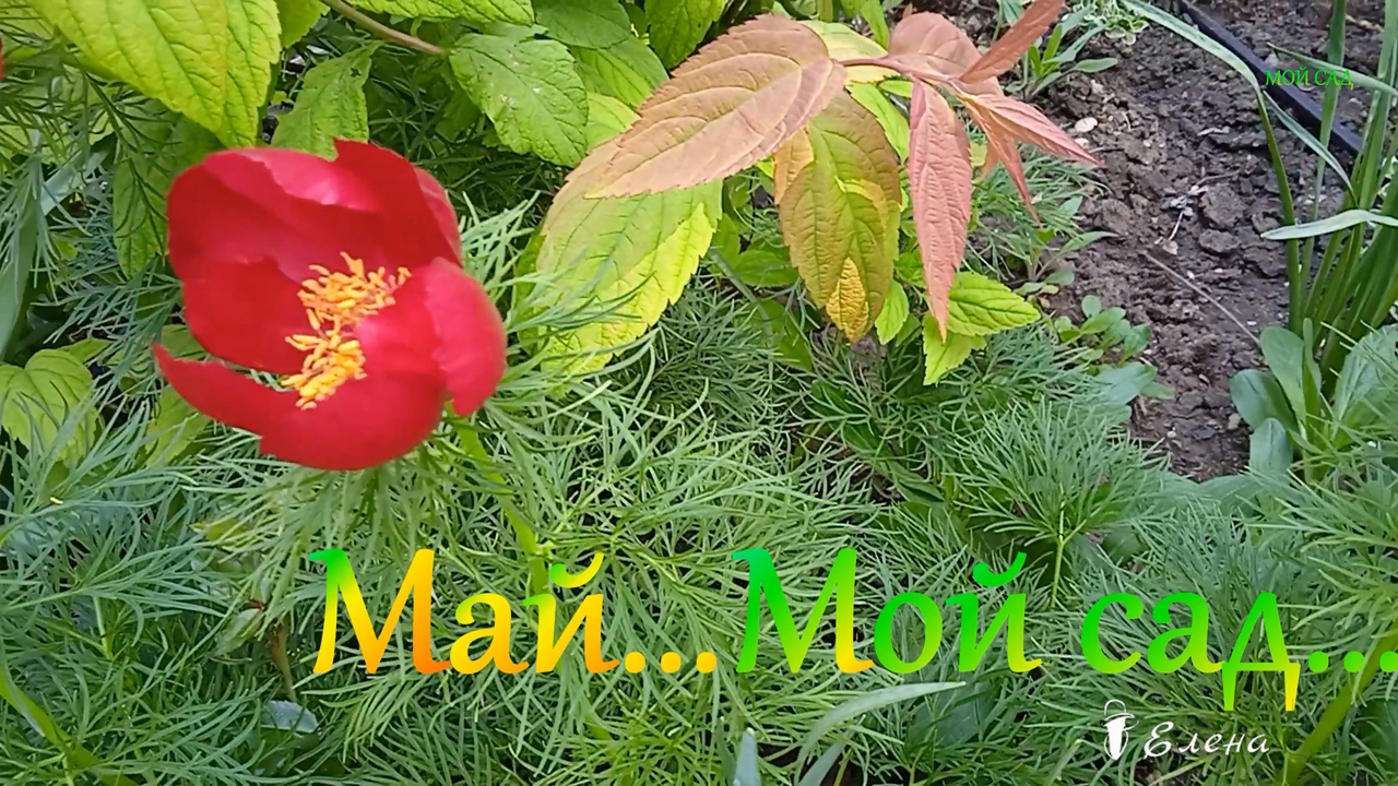 Мой сад*   Май