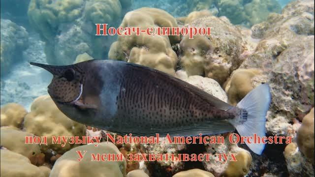9. Носач-единорог под музыку National American Orchestra У меня захватывает дух HD