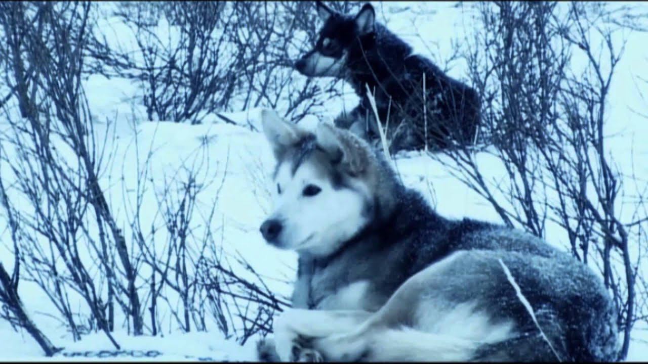 Лайкни лайку - Берингия 2015