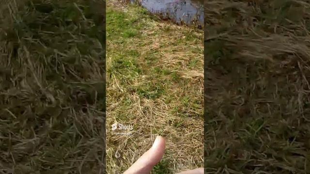 ВОРОНЫ НЕ ДРЕМЛЮТ