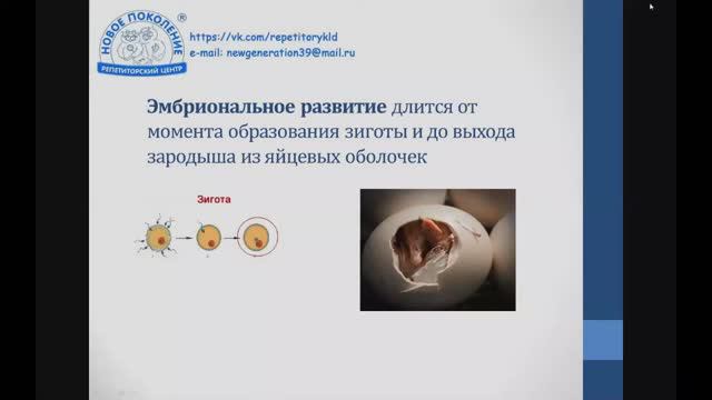 Биология. Объяснение темы "Эмбриогенез"