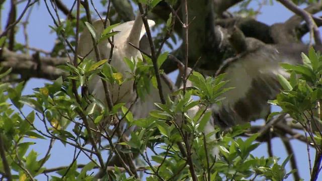 Водная жизнь - [14_26] Соленые леса (1080p)