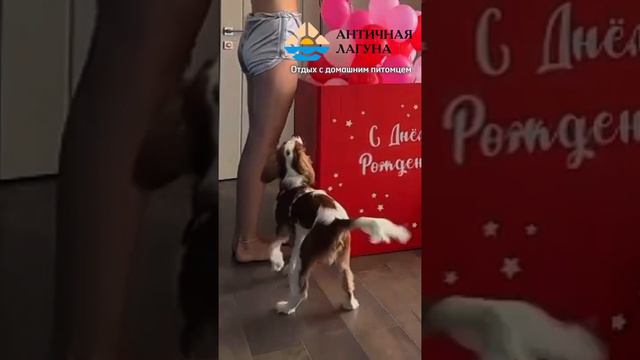 Мы рады вашим питомцам