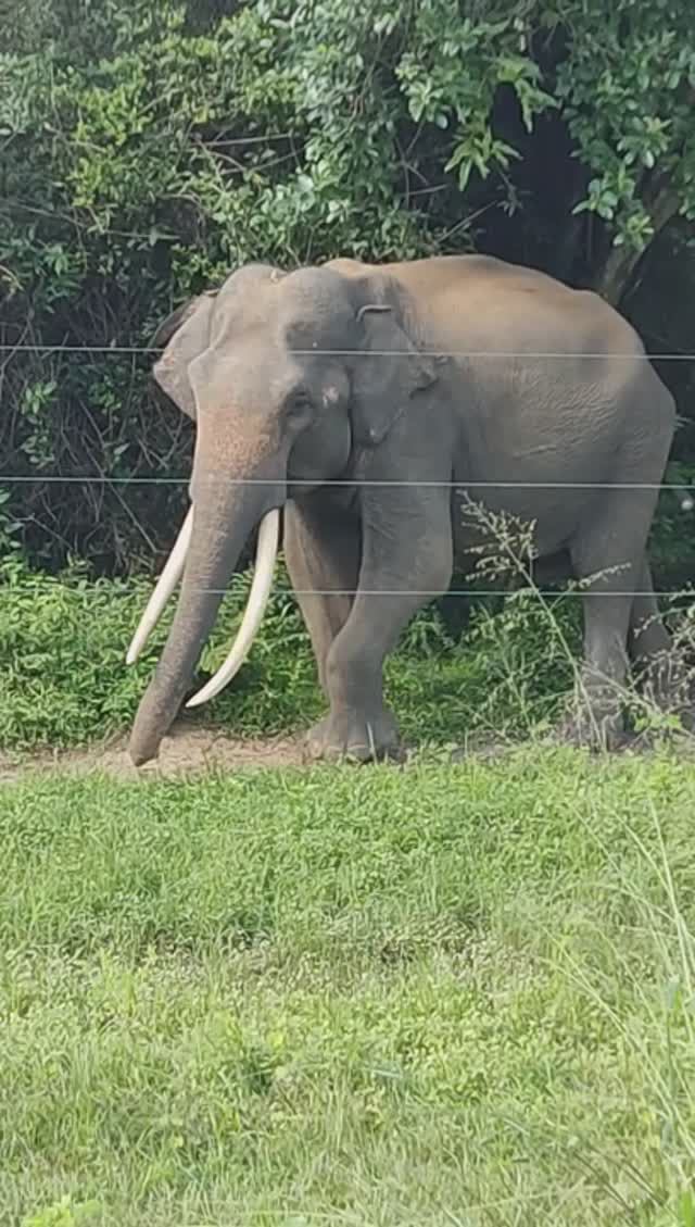Шри-Ланка. Вольный Слон ест кукурузу. Экскурсия Элла.
Шри Ланка за 58 тысяч рублей. Тутси влог.